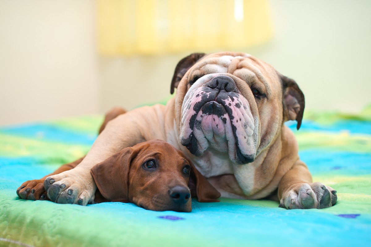 A Stress-Free Guide to Moving with Pets | Rescue Animals