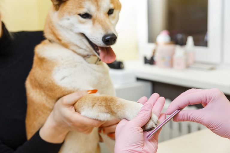 Why Does My Dog Bite His Nails: Causes, Symptoms, and Solutions ...